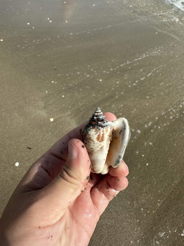 Hawkwing Conch from Jetty Park, Fort Pierce, FL, US on November 29 ...