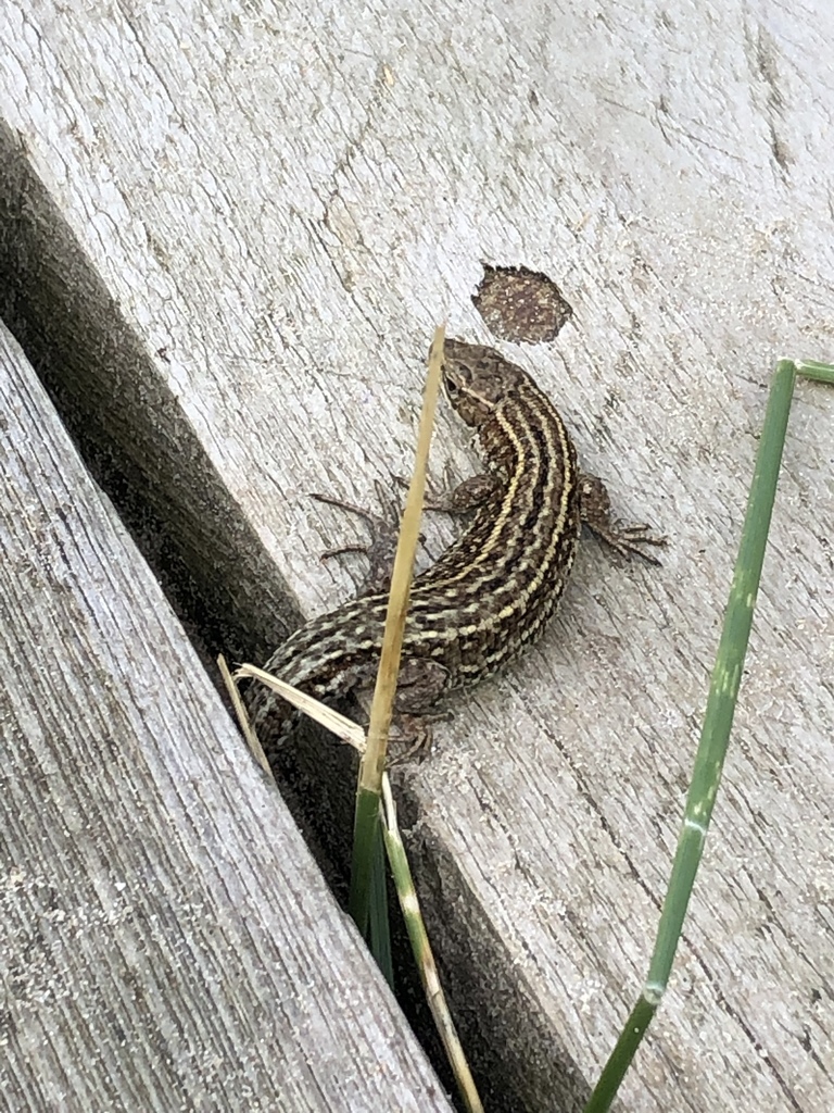 Viviparous Lizard from KW14, Thurso, Scotland, GB on July 13, 2019 at ...