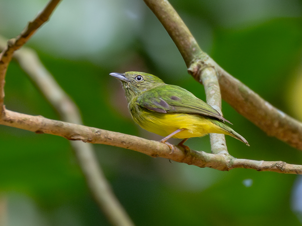 Golden-crowned Manakin in November 2024 by hbottai. Female · iNaturalist