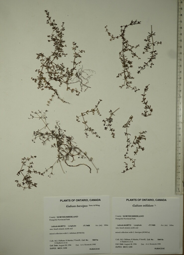Limestone Swamp Bedstraw from Canada, Ontario, NORTHUMBERLAND County ...