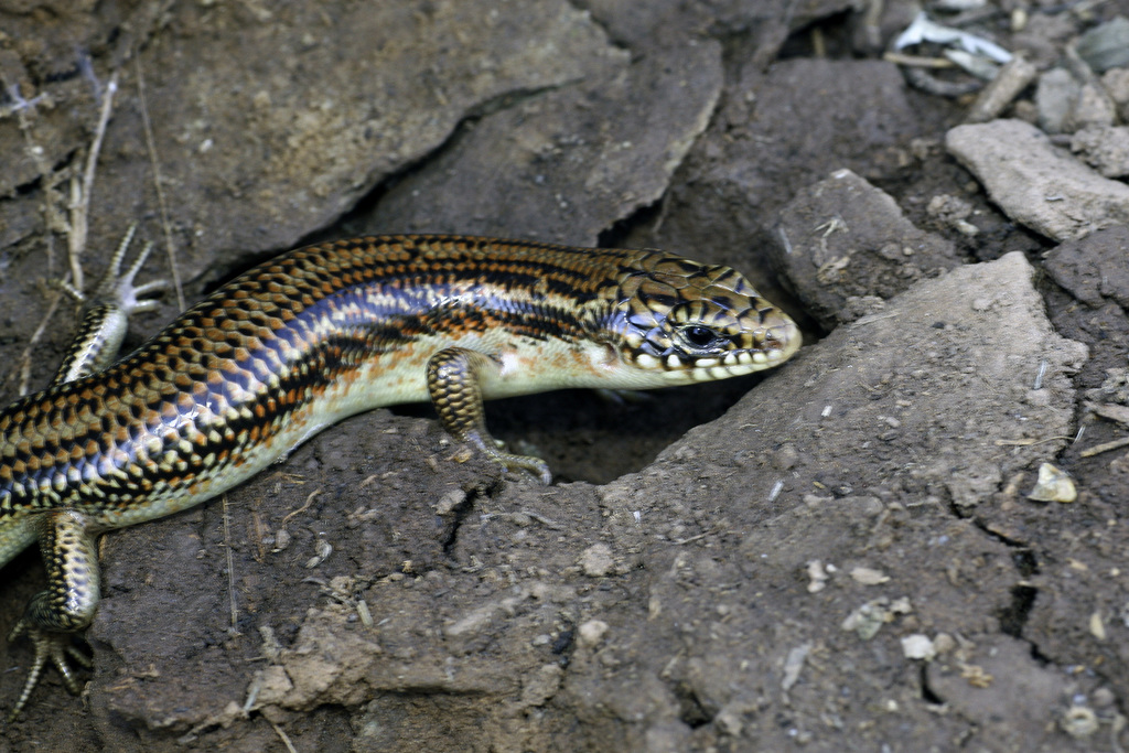 Great Plains Skink (Lizards of Highlands Center for Natural History ...