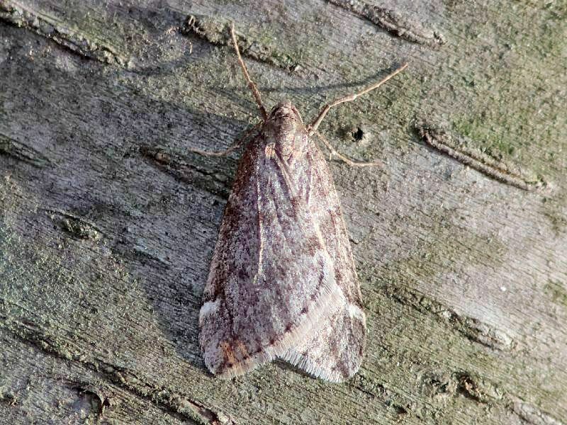 Fall Cankerworm Moth from Alley Park, Queens, NY, USA on November 29 ...