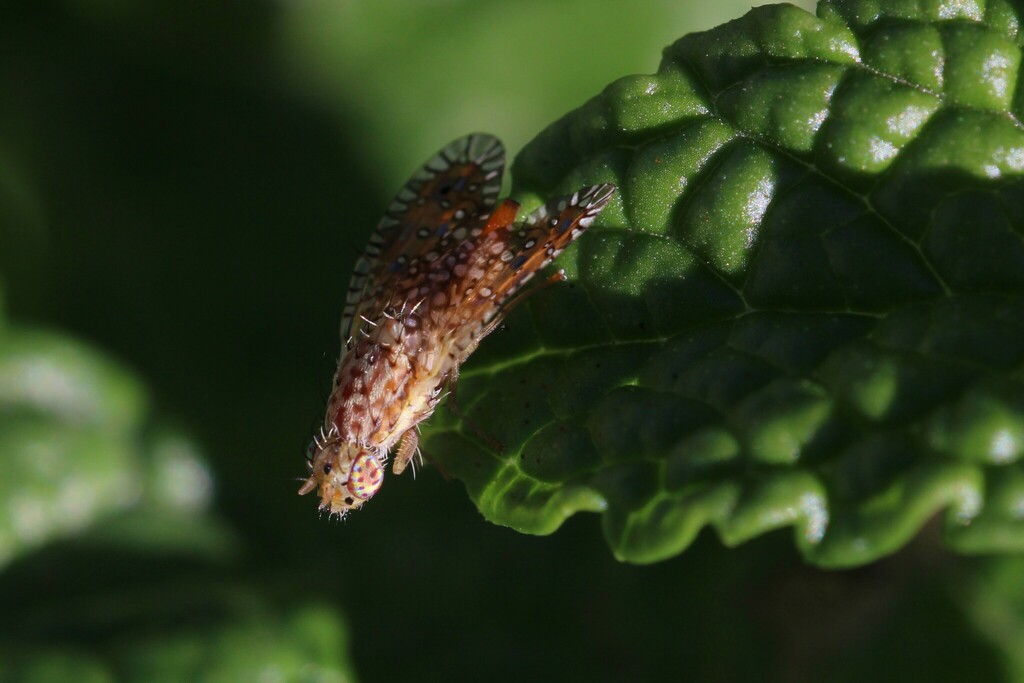 Paracantha cultaris from Tallyho Dr, Sacramento, CA, US on November 28 ...
