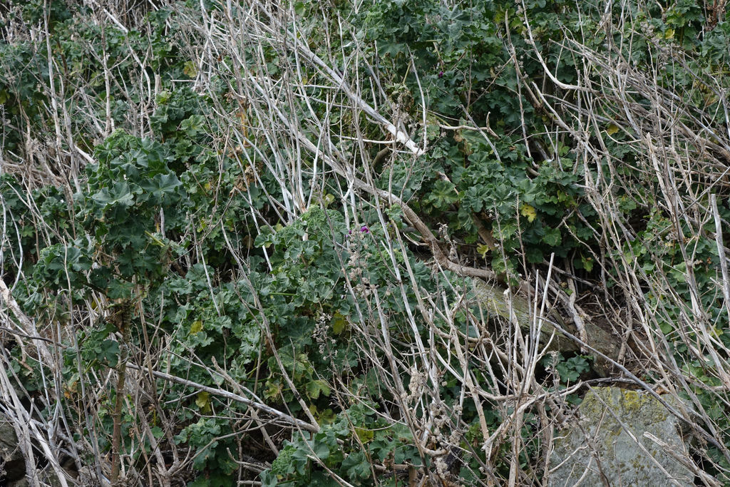 Tree Mallow from Brighton, New Zealand on July 19, 2019 at 09:52 AM by ...