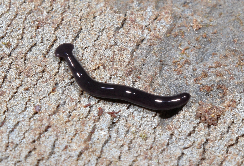 COVID Worm from 中国北京市海淀区樱桃沟 邮政编码: 100093 on March 20, 2024 at 01:35 AM ...