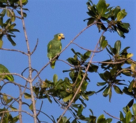 Orange-winged Parrot from Blauwgrond, Paramaribo, Suriname on July 18 ...