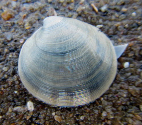 Dosinia hepatica · iNaturalist United Kingdom