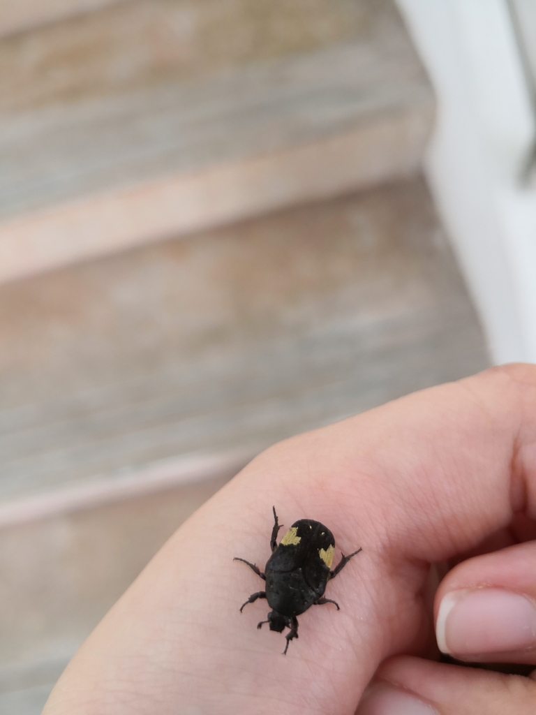 Clinteria cinctipennis hageni from Opp Blk 352, Singapore on July 19 ...