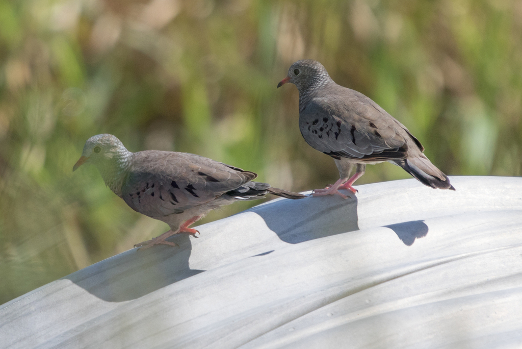 Common Ground Dove from Lake County, FL, USA on June 26, 2019 at 11:03 ...