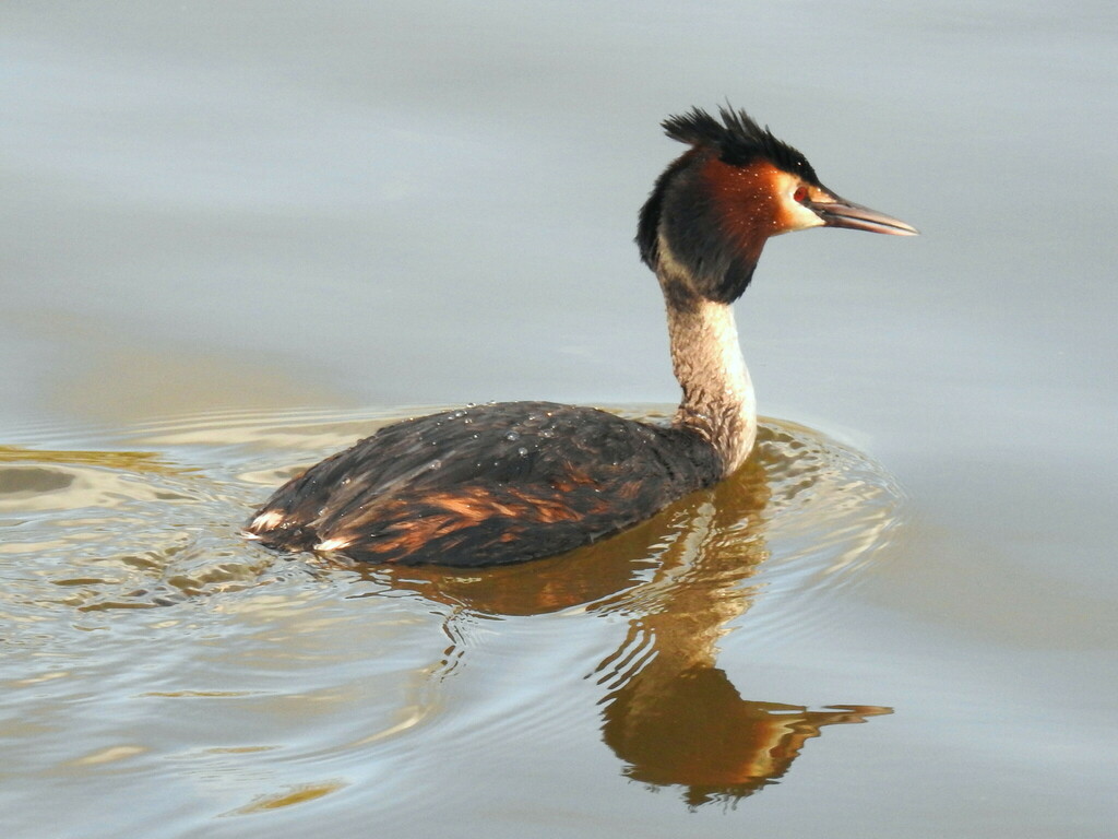 Great Crested Grebe from Selsey, UK on April 01, 2022 at 05:18 PM by ...