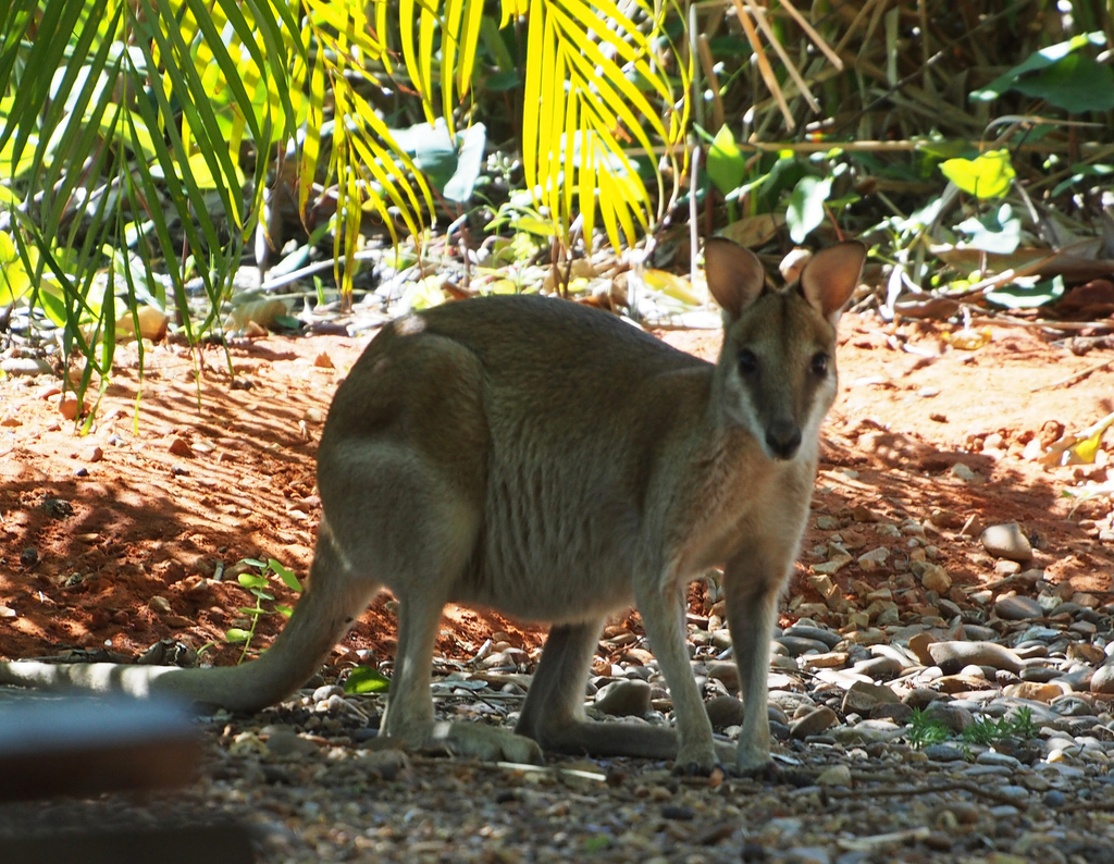Agile Wallaby from Broome WA, Australia on June 21, 2019 at 10:22 AM by ...