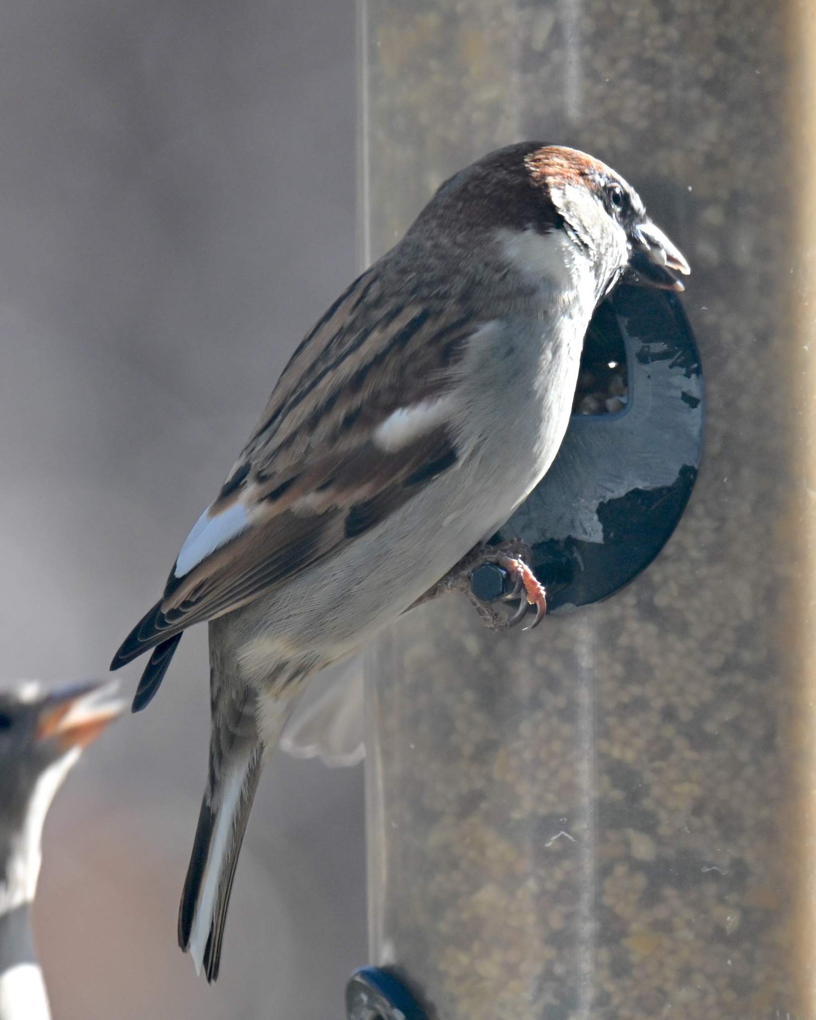 Best Images of Albino Feathered House Sparrow recorded starting October ...