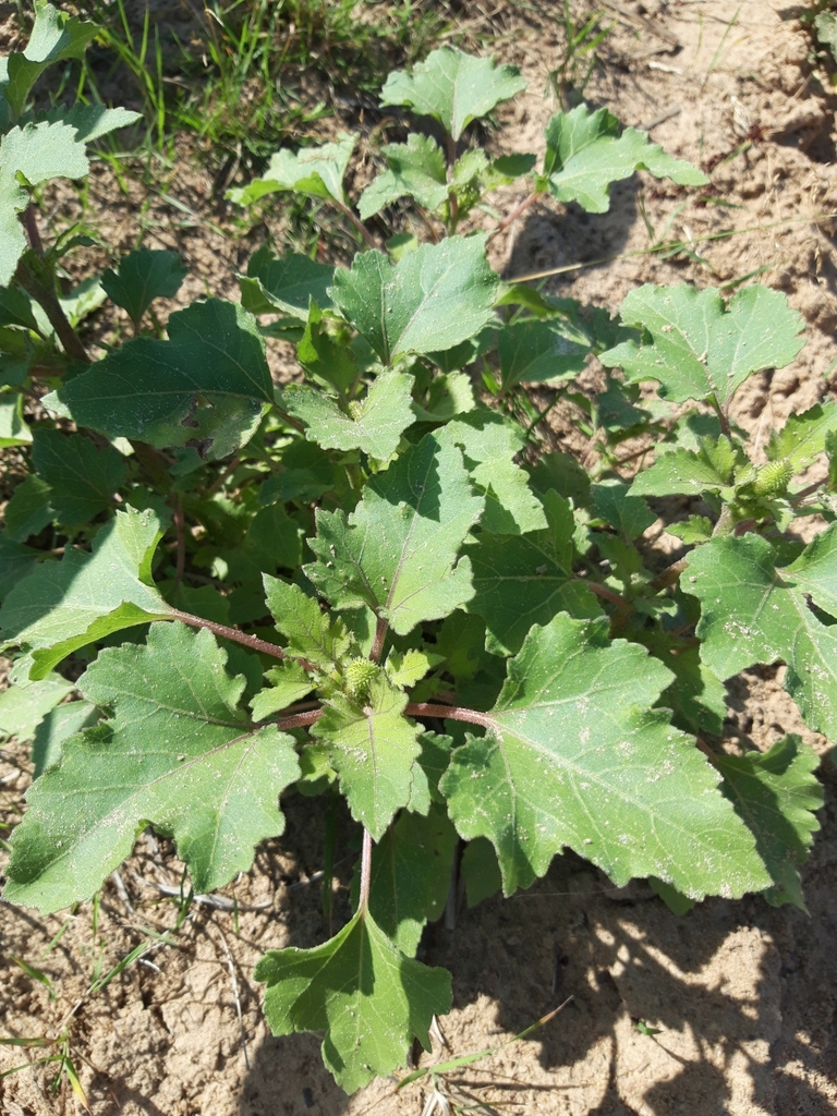 Xanthium orientale riparium from Нижегородская обл., Россия, 606407 on ...