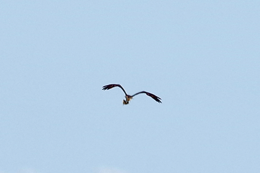 Osprey from 45370 Dry, France on July 17, 2024 at 06:11 PM by Patrick ...