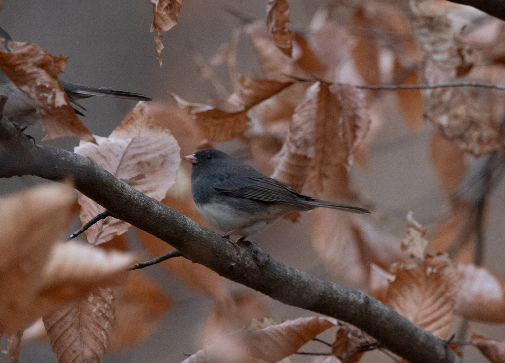 Dark-eyed Junco from Prince Edward, Virginia, United States on November ...