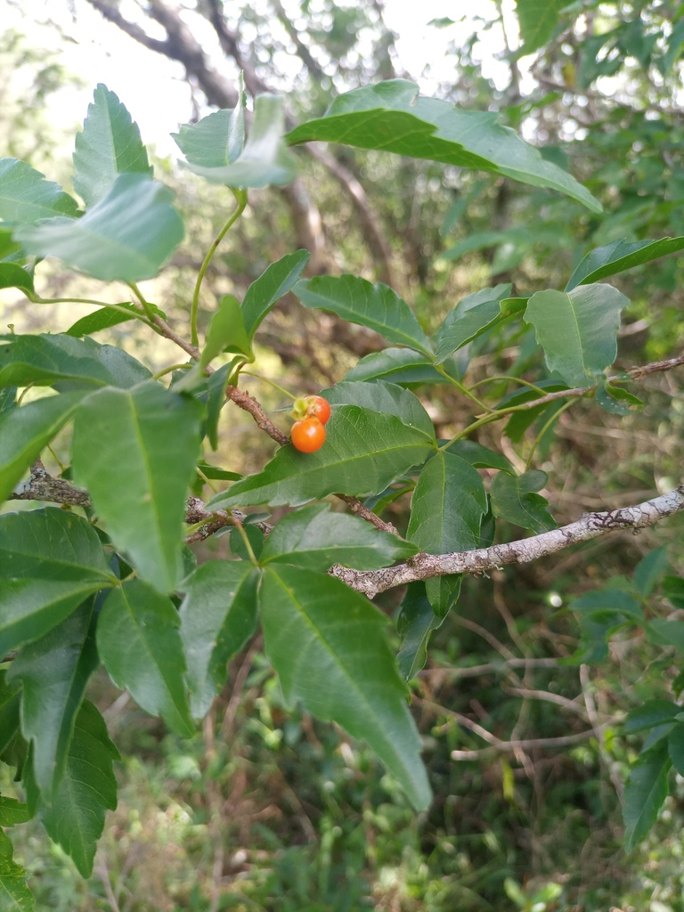 cocum from Pinheiro Machado - RS, Brasil on November 29, 2024 at 09:04 ...