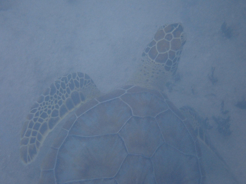 Green Sea Turtle in November 2024 by Sheldon Logan · iNaturalist