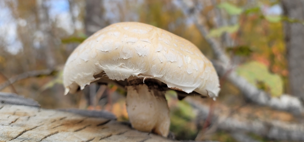 Destructive Pholiota from East End, Boise, ID 83712, USA on October 28 ...