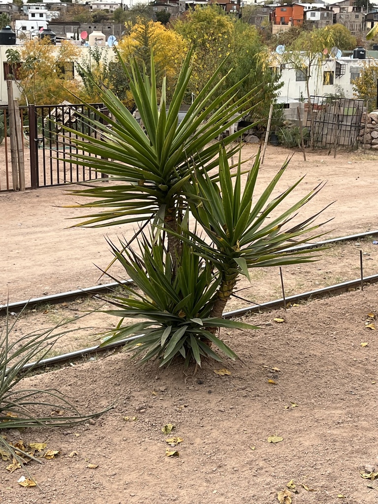 Spineless Yucca from Calle Demetrio Vallejo de los Arcos, Nogales, Son ...