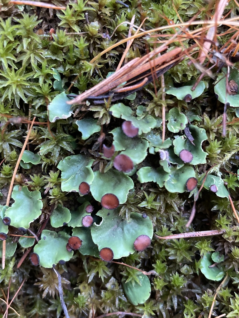 fan pelt lichen from Bonners Ferry, ID, US on November 29, 2024 at 02: ...