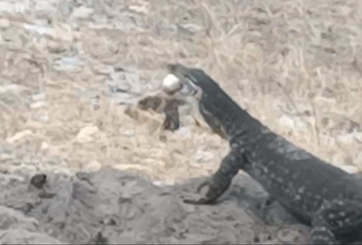 Sand Goanna from West Coolup WA 6214, Australia on November 30, 2024 at ...
