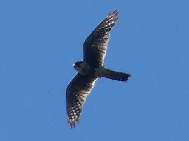 Aplomado Falcon from Alto da Boa Vista, Rio de Janeiro - State of Rio ...
