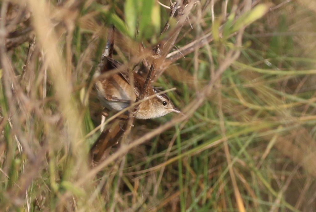 Marsh Wren from Plaquemines Parish, LA, USA on November 27, 2024 at 09: ...