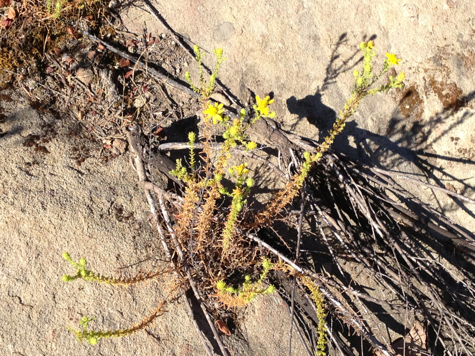 Santa Susana tarplant (Deinandra minthornii) - Botanical Realm