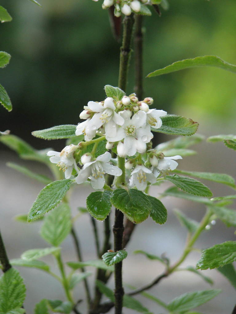 fivepetal cliffbush (Jamesia americana) - Botanical Realm