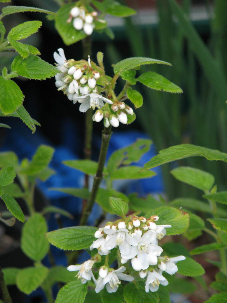 fivepetal cliffbush (Jamesia americana) - Botanical Realm