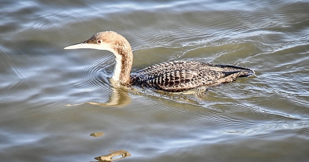 Pacific Loon from Bodega Harbor, Bodega Bay, CA, US on November 29 ...