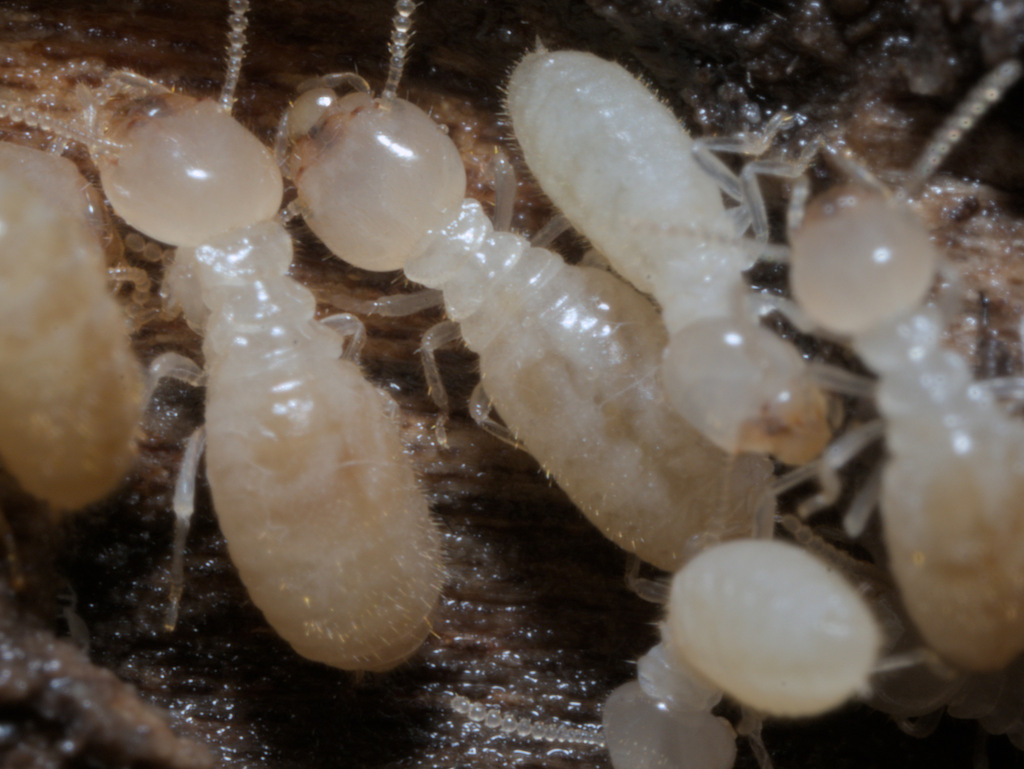 Eastern Subterranean Termite from Cedar Knolls, Hanover Township, NJ ...