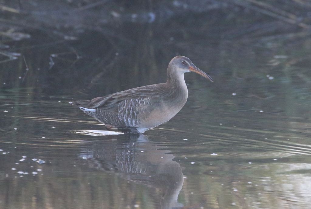 Clapper Rail from G6GW+2P Port Sulphur, LA, USA on November 27, 2024 at ...