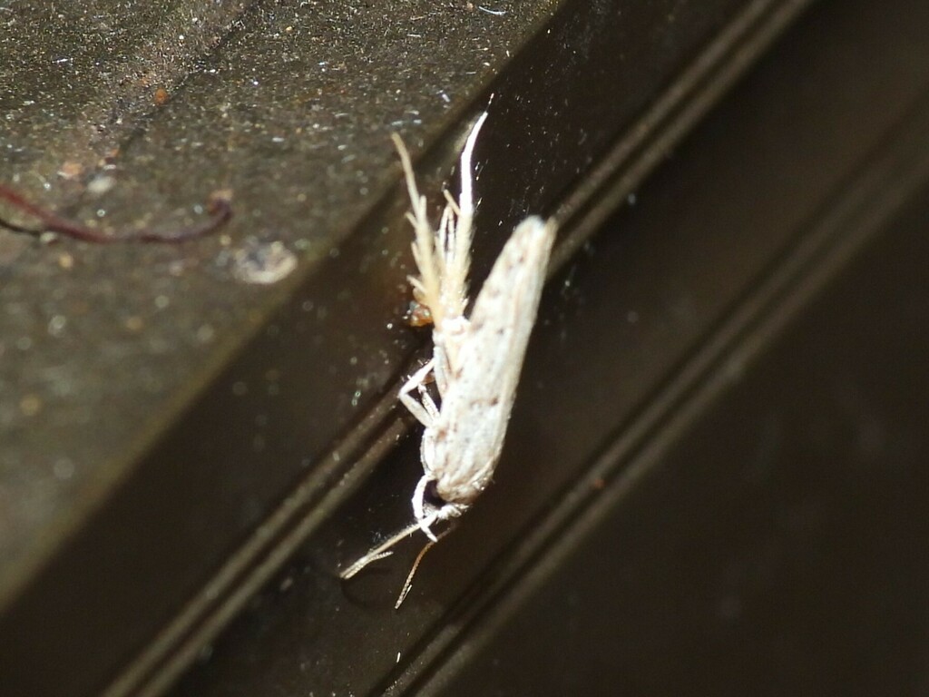 Feather-legged Moths from Coomba Park NSW 2428, Australia on November ...
