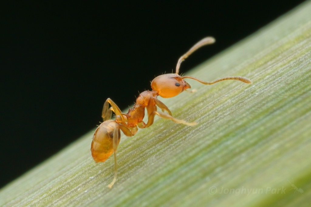Sri Lankan Relict Ant in November 2024 by Jonghyun Park. Relicanth ...