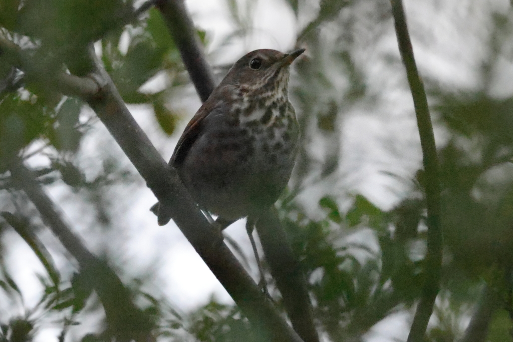 Hermit Thrush from Berkeley Hills, Berkeley, CA, USA on November 29 ...