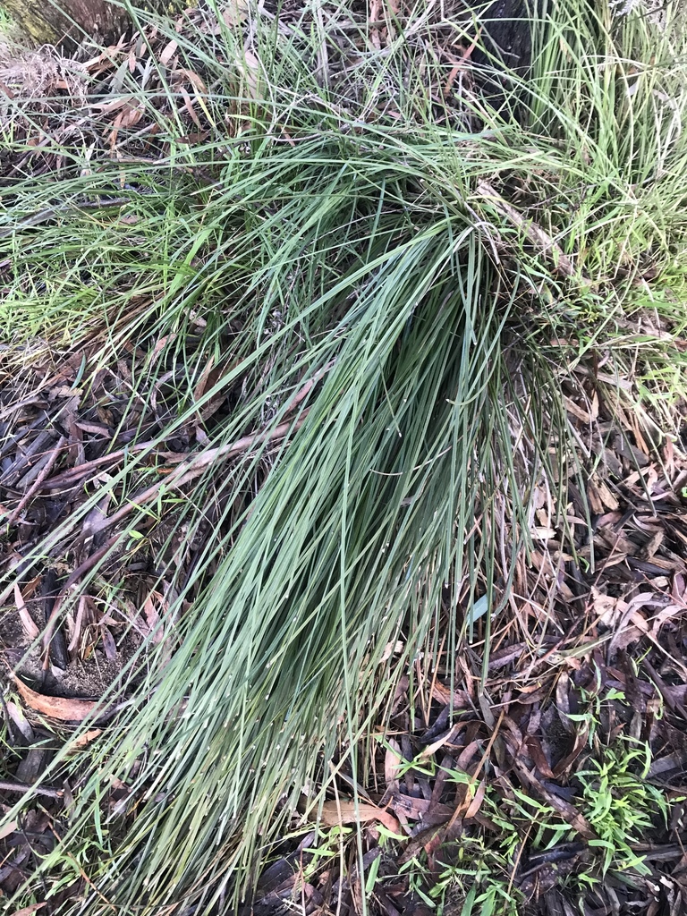 Small Grass-tree from 3977, Cranbourne, VIC, AU on July 19, 2019 at 08: ...