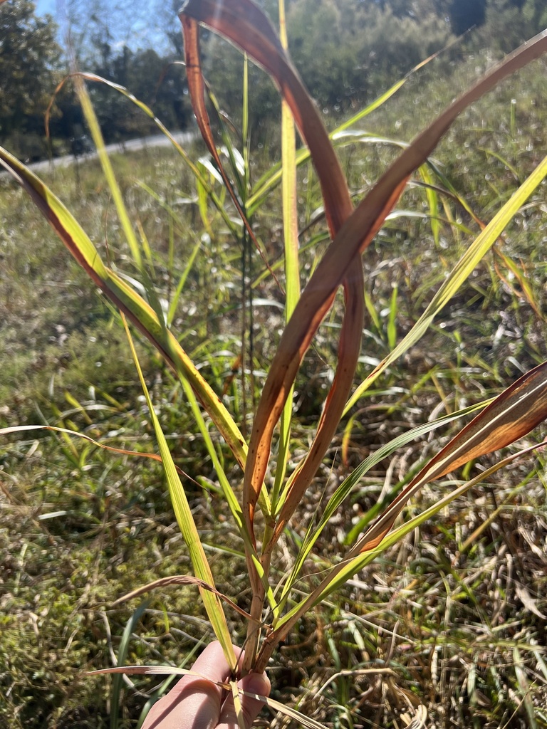 Johnson grass from Texas State University, San Marcos, TX, US on ...