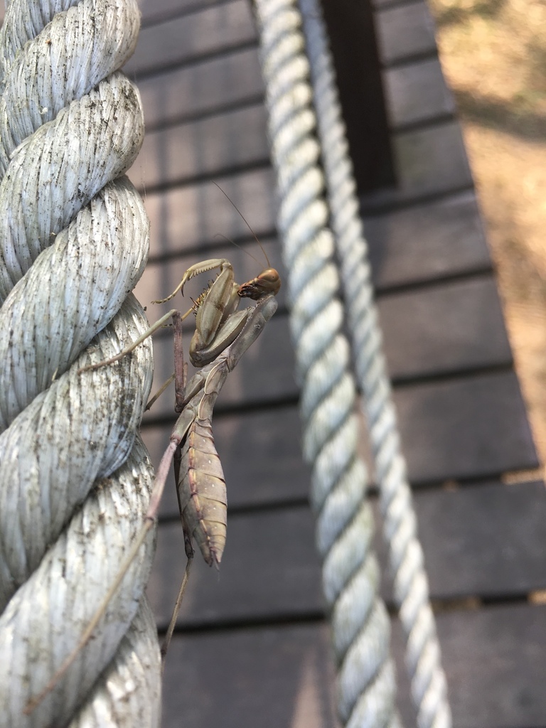 Giant Asian Mantis from 890, 金沙鎮, , TW on October 23, 2017 at 01:50 PM ...
