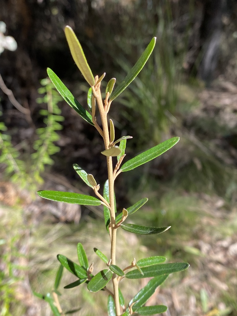 Astrotricha ledifolia from Namadgi National Park, Cotter River, ACT, AU on July 28, 2024 at 10: ...