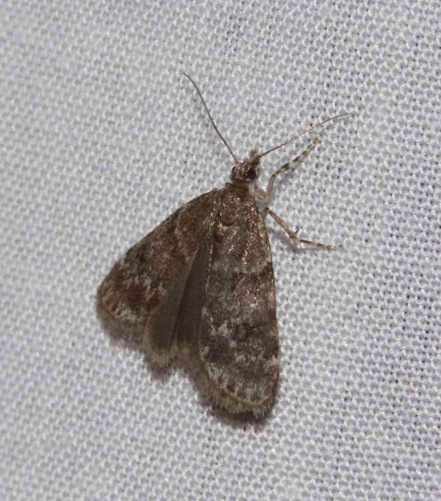 Double-striped Scoparia Moth from Le Rocher-Percé, QC, Canada on July ...