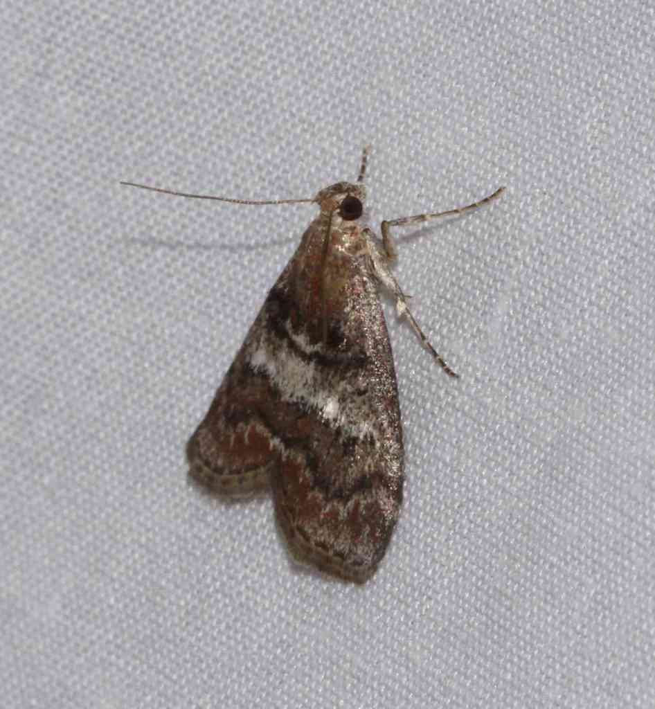 Maple Webworm Moth from Le Rocher-Percé, QC, Canada on July 18, 2019 at ...