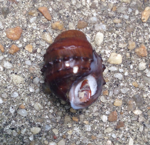 Warty Rocksnail (Lithasia lima) · iNaturalist