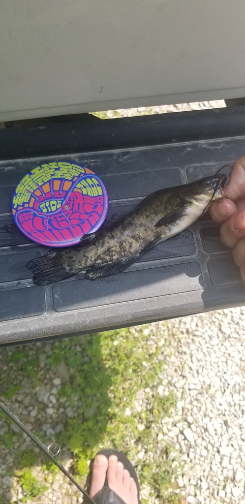Brown Bullhead in June 2019 by Mathew A Williams · iNaturalist