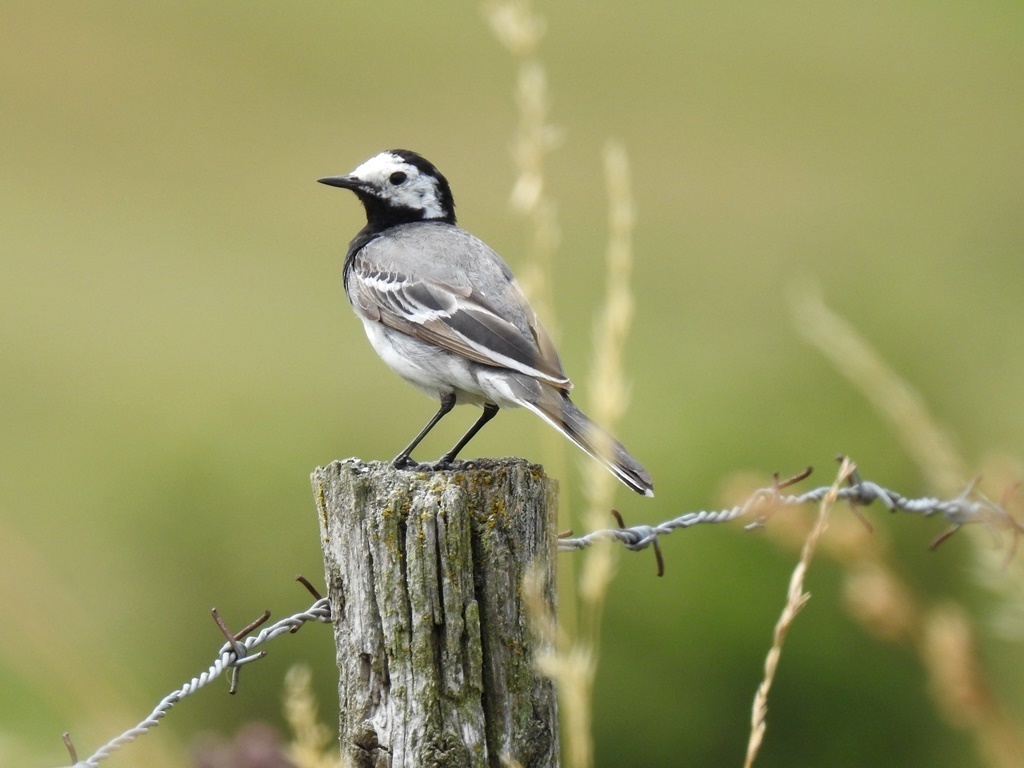 White Wagtail from 53925 Kall, Deutschland on July 19, 2019 at 12:18 PM ...