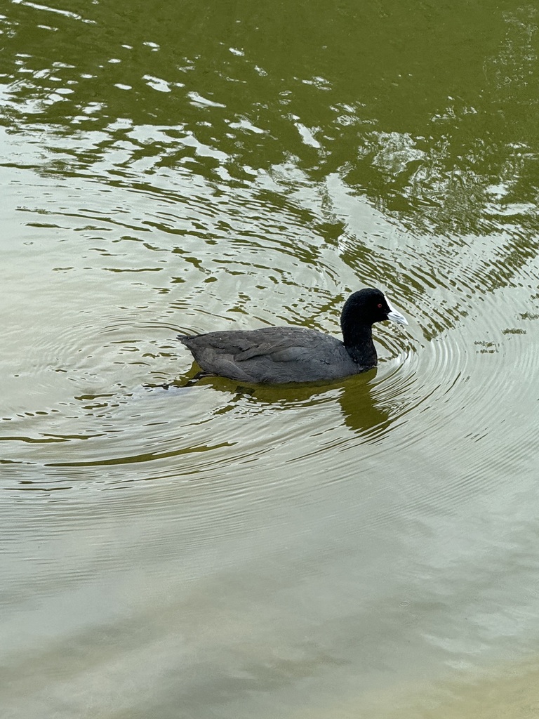 Australasian Coot from Melbourne VIC, Australia on November 30, 2024 at ...
