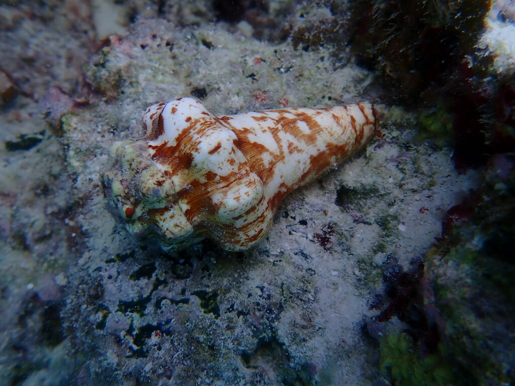 Giant Spider Conch from Emboodhu Finolhu, South Male Atoll 02117 ...