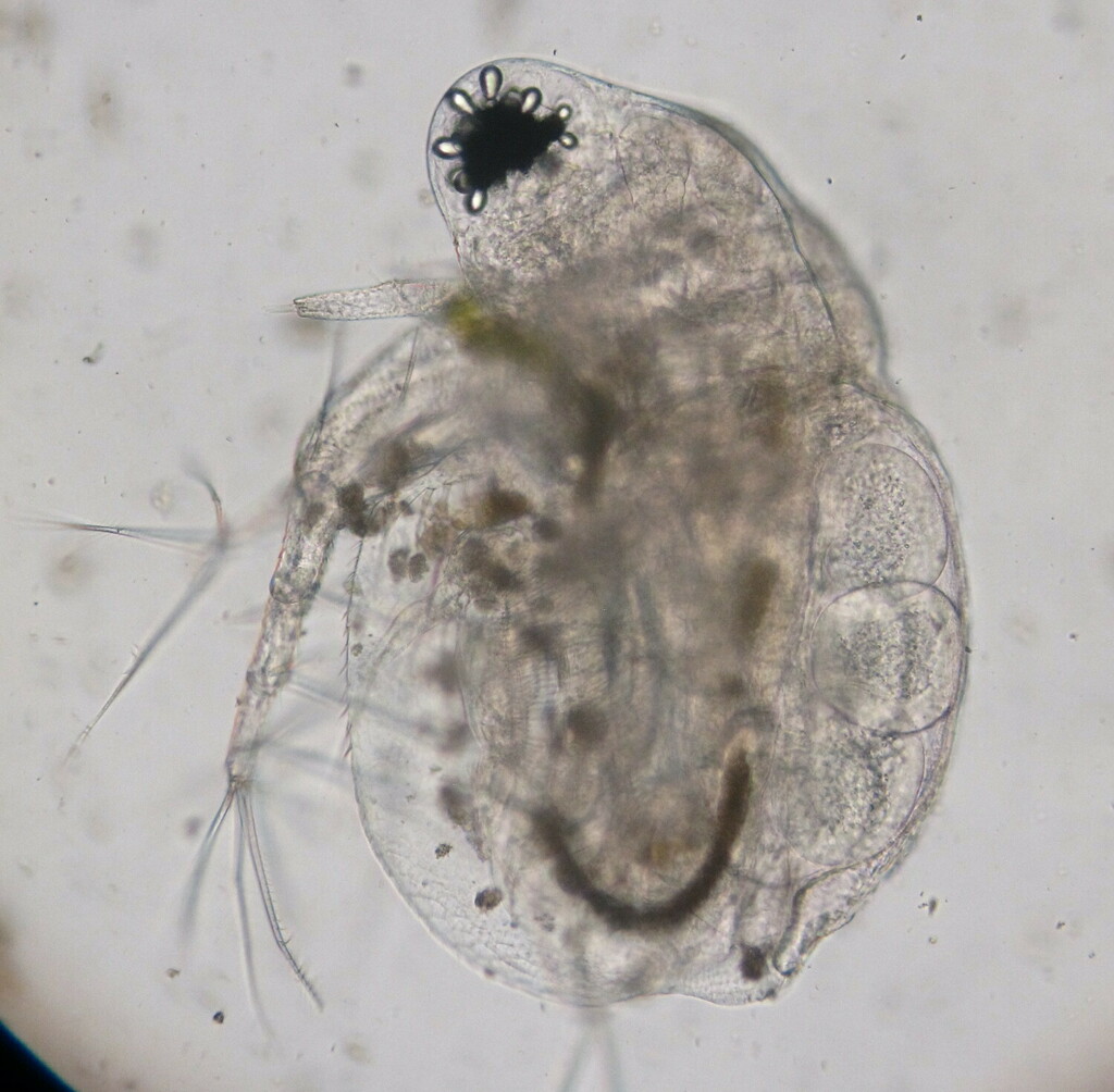 Moina micrura from Westdene, Benoni, 1501, South Africa on November 29 ...