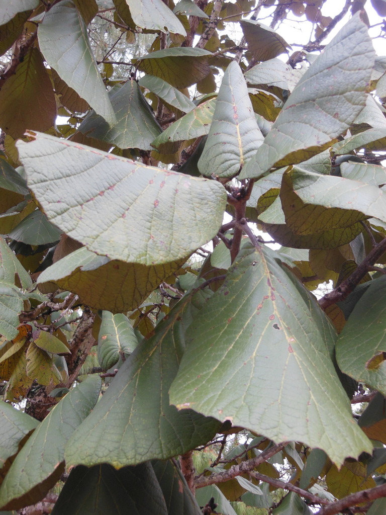 (Quercus urbani) - Botanical Realm