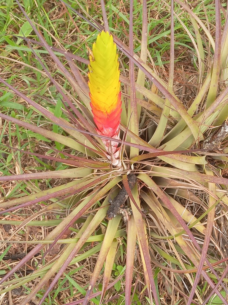 Tillandsia compressa from Dulce Nombre de Culmí, Olancho, Honduras on ...